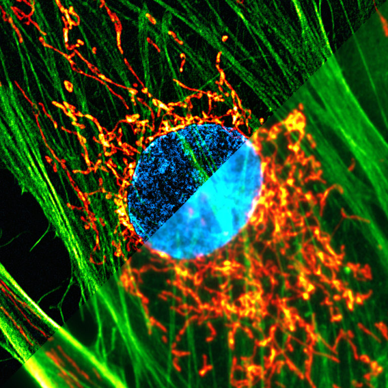 EMBL Master Course Bioimage Data Analysis (BIAS 2014) : 12-16 May ...