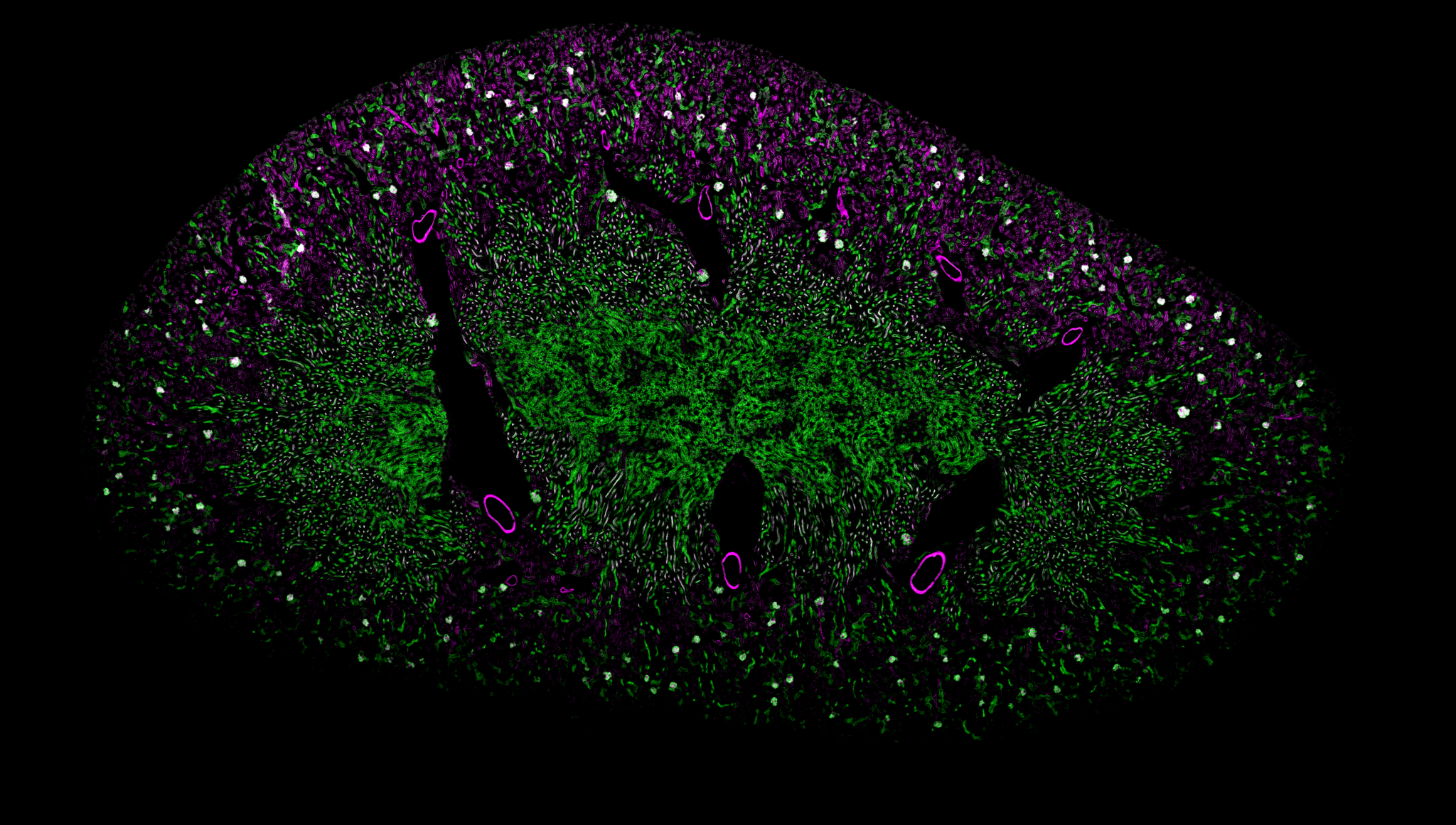 Mice Egg – France-BioImaging