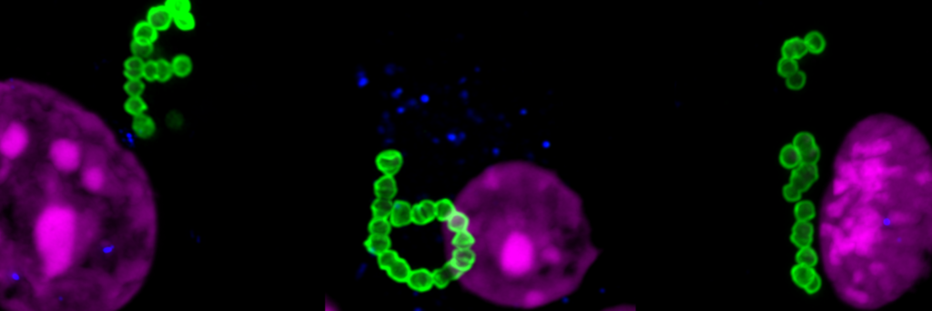 Image Gallery – France-BioImaging