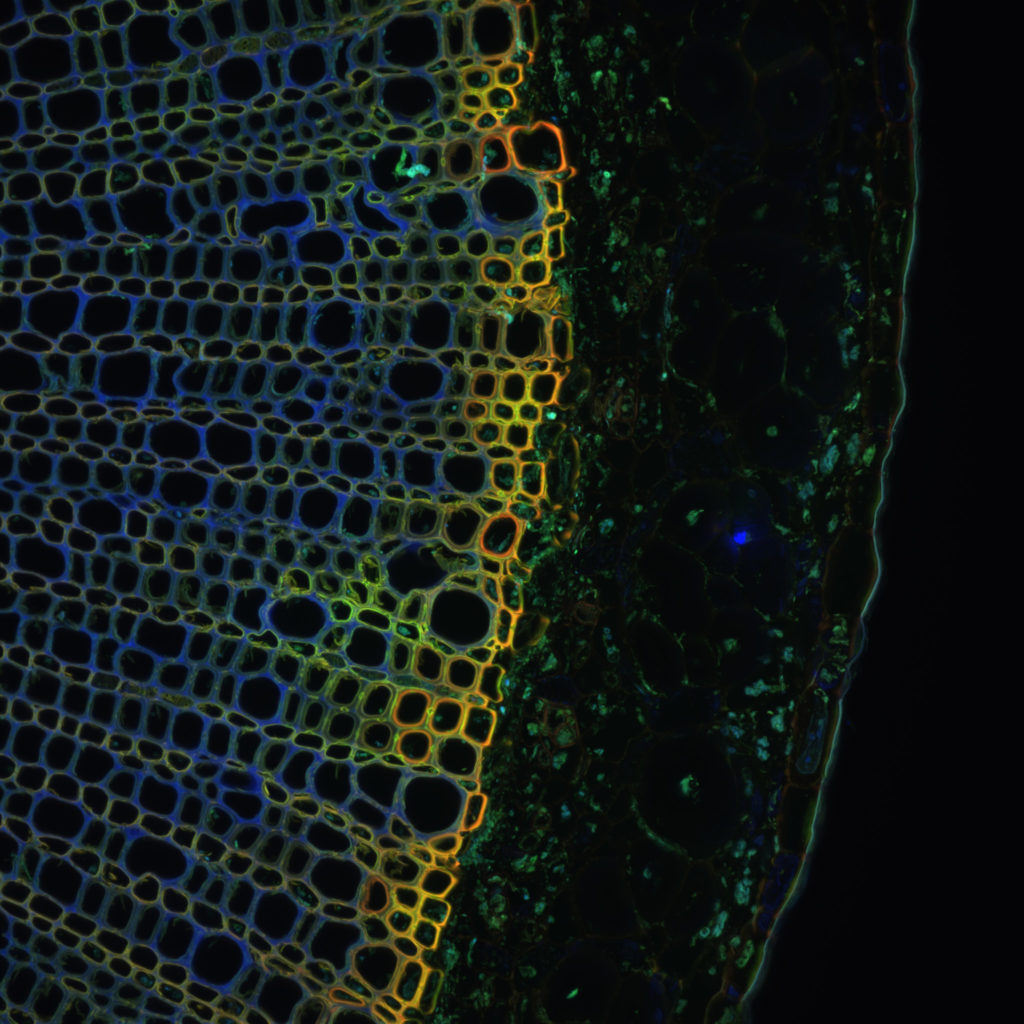 About – France-BioImaging