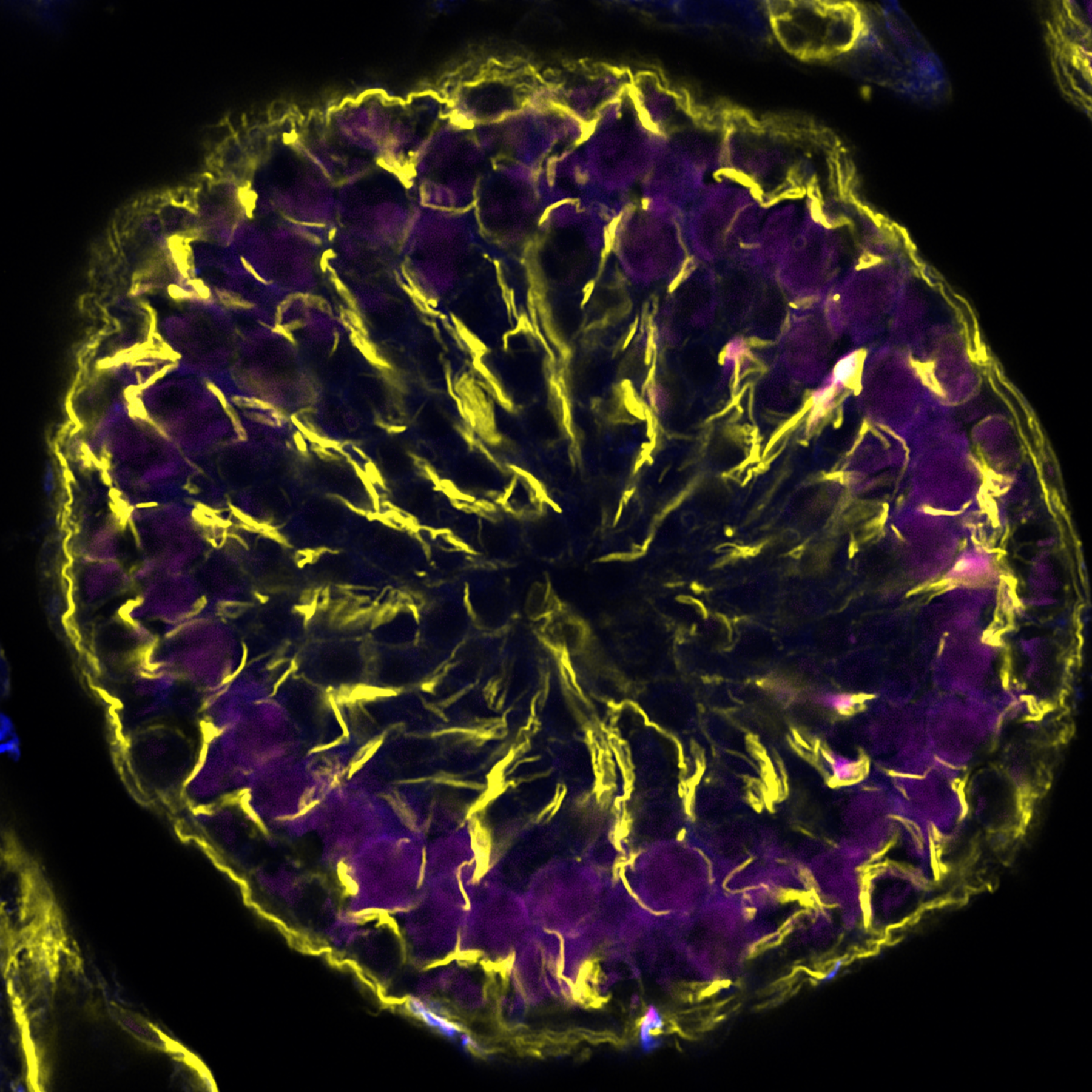 Fluorescence Microscopy Workshop III on cutting-edge technologies ...