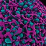 France-BioImaging – A National Research Infrastructure for Biological ...