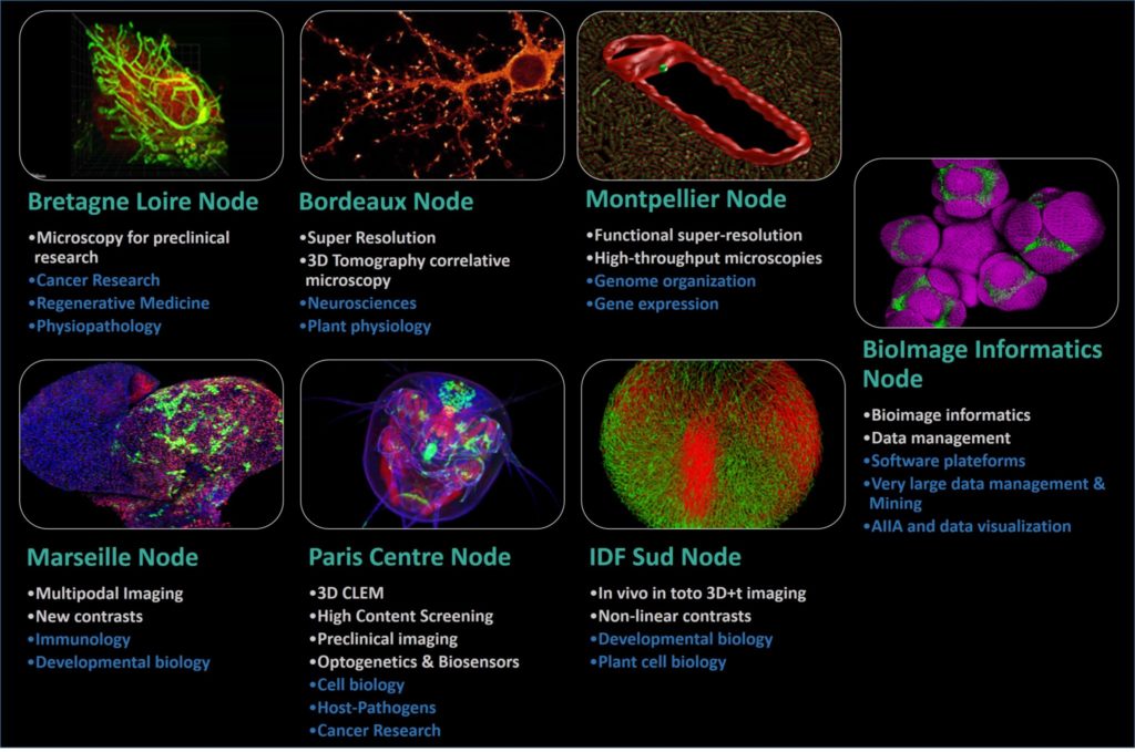 France BioImaging News