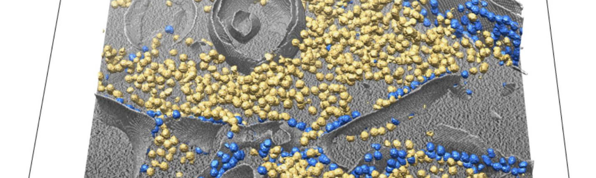 Deep learning improves macromolecule identification in 3D cellular cryo-electron tomograms ...