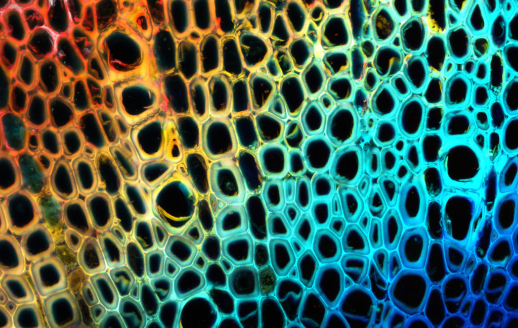 Junior Scientist Conference on Biological Optical Microscopy – RIC ...