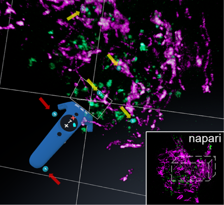 Navigating through cells using virtual and augmented reality – France ...