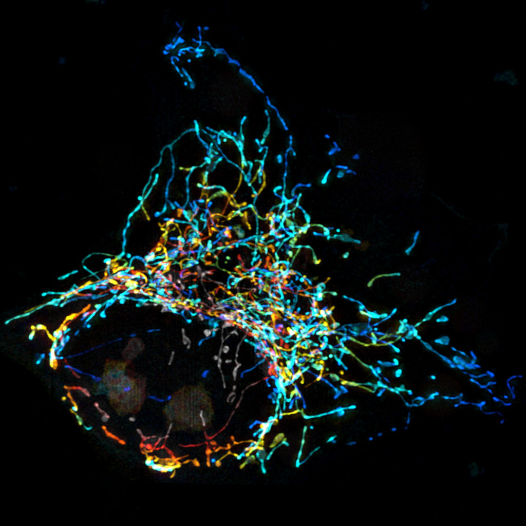 France-BioImaging – France-BioImaging