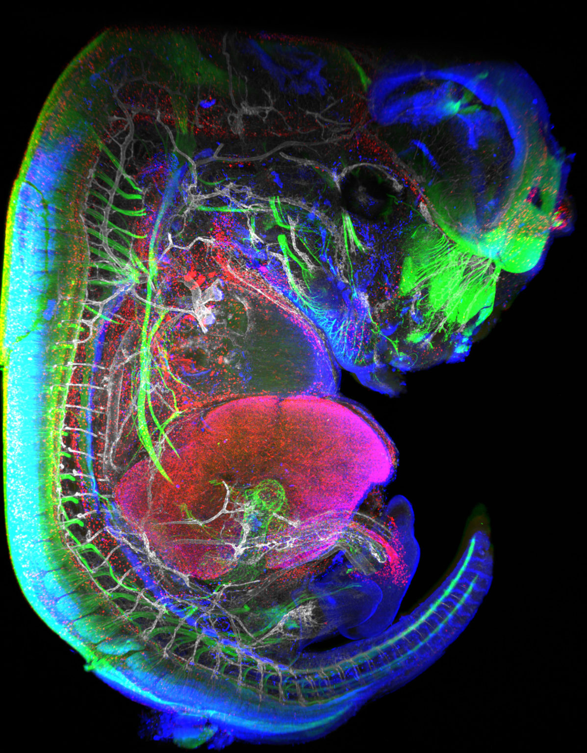 Learn more about our 2022 France-BioImaging Image Contest winners ...