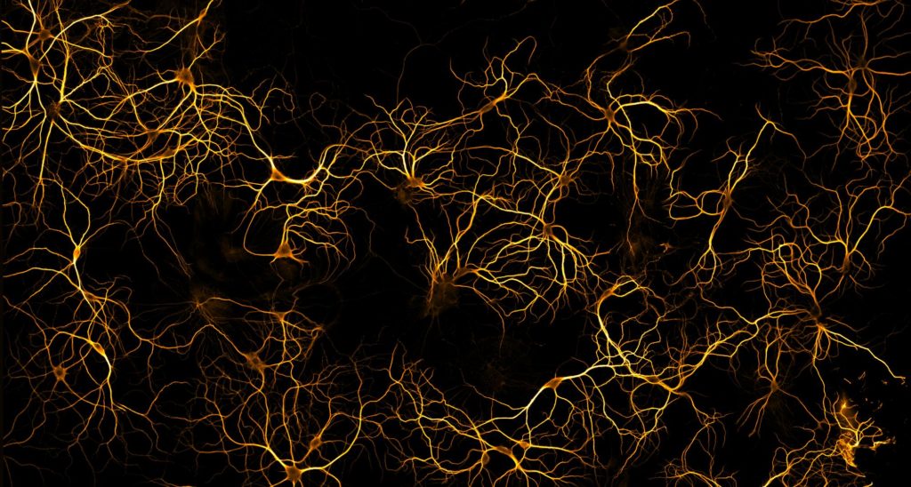 The Bordeaux Imaging Center awarded by the CNRS with a “Cristal ...