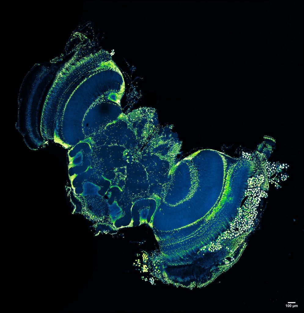 France-BioImaging – A National Research Infrastructure for Biological ...