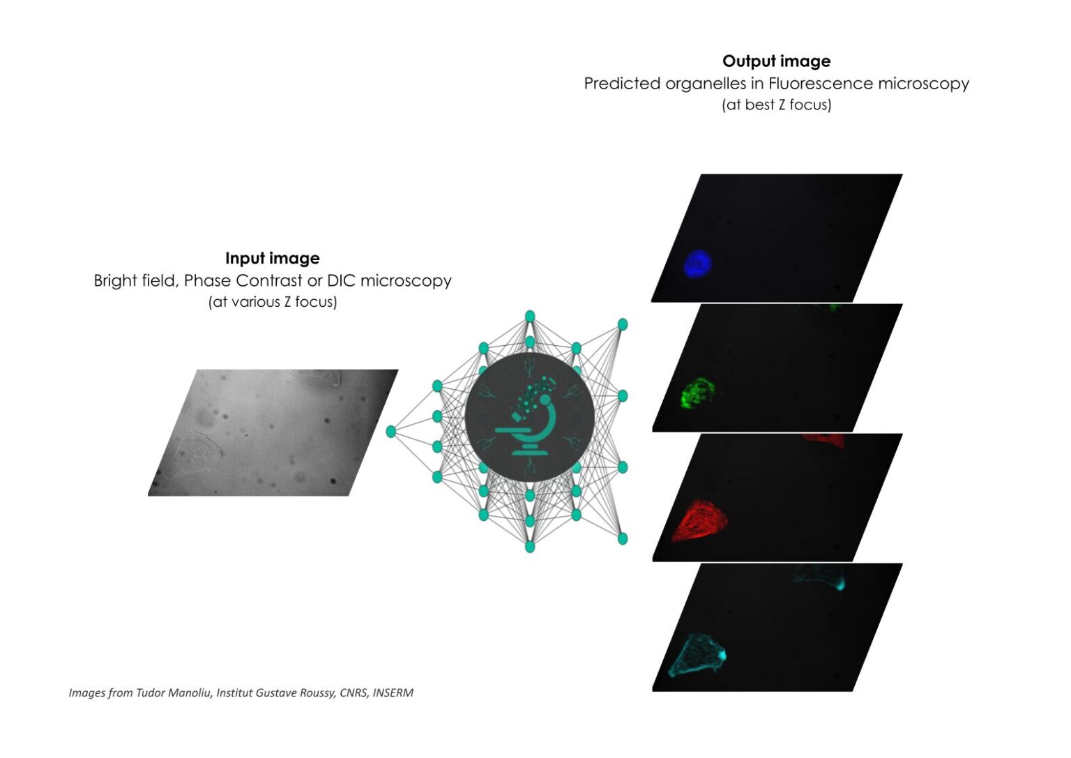 May the Phase 1 of the Light My Cells challenge begin! – France-BioImaging