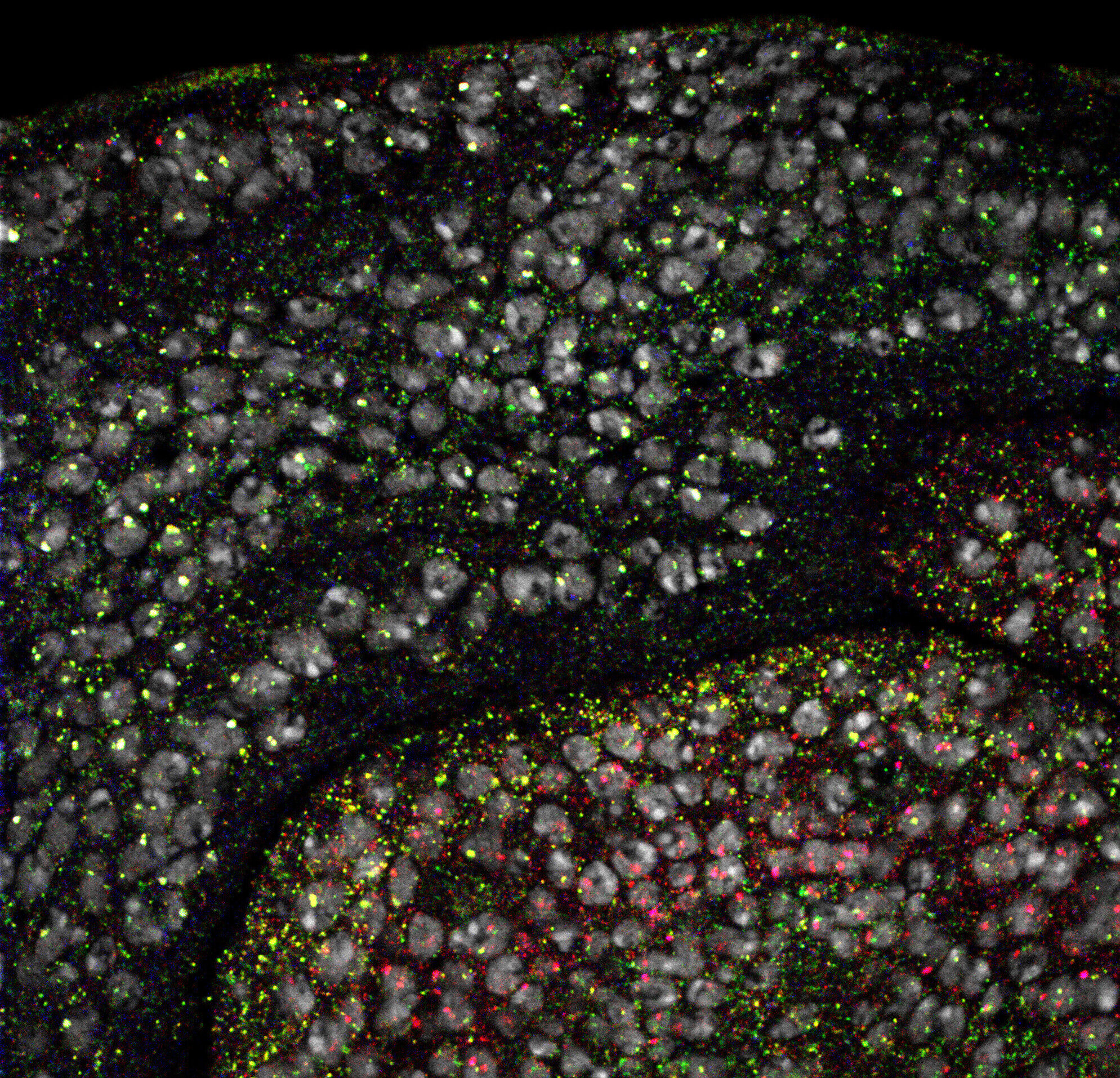 France-BioImaging – France-BioImaging