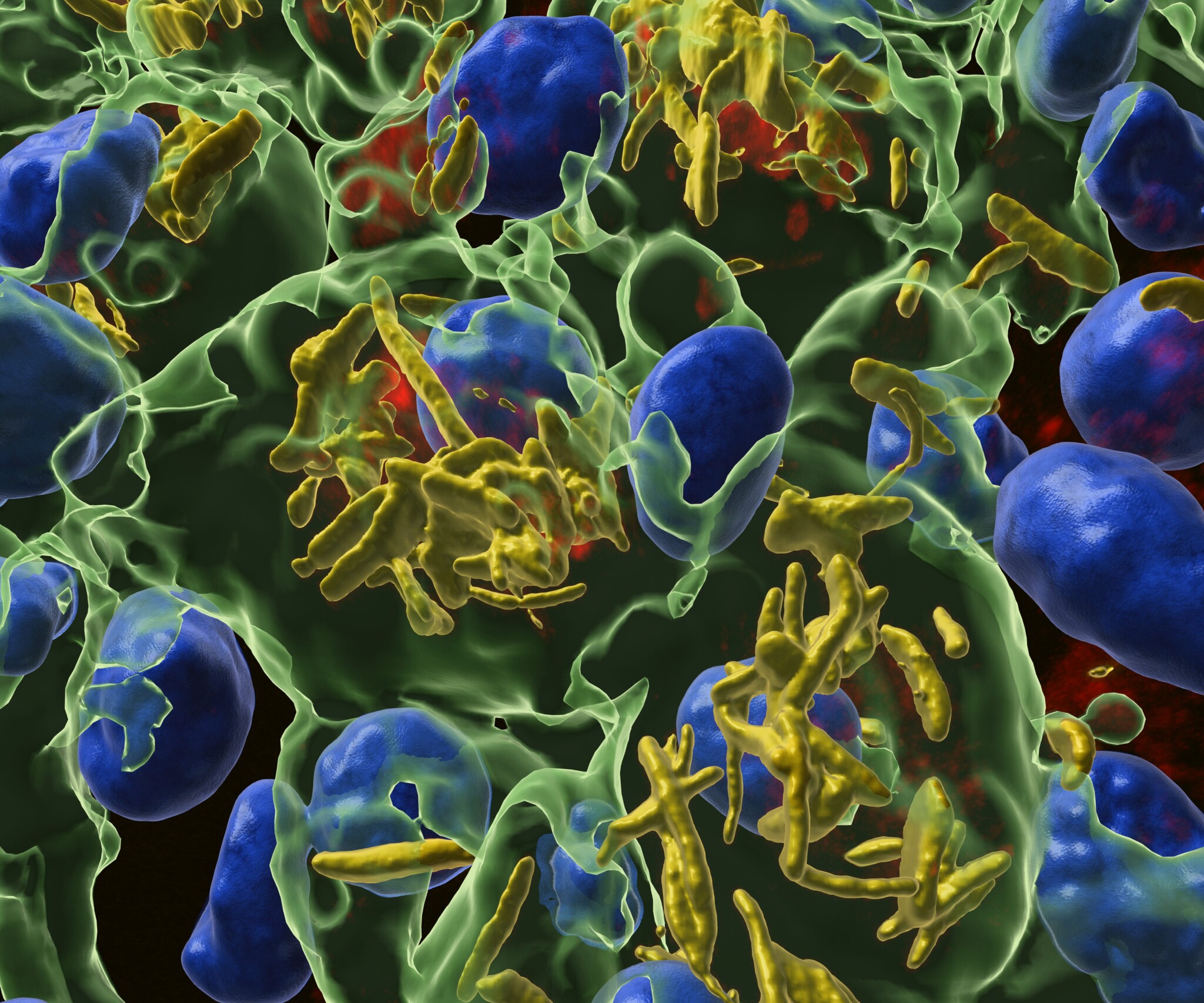 France-BioImaging – A National Research Infrastructure for Biological ...