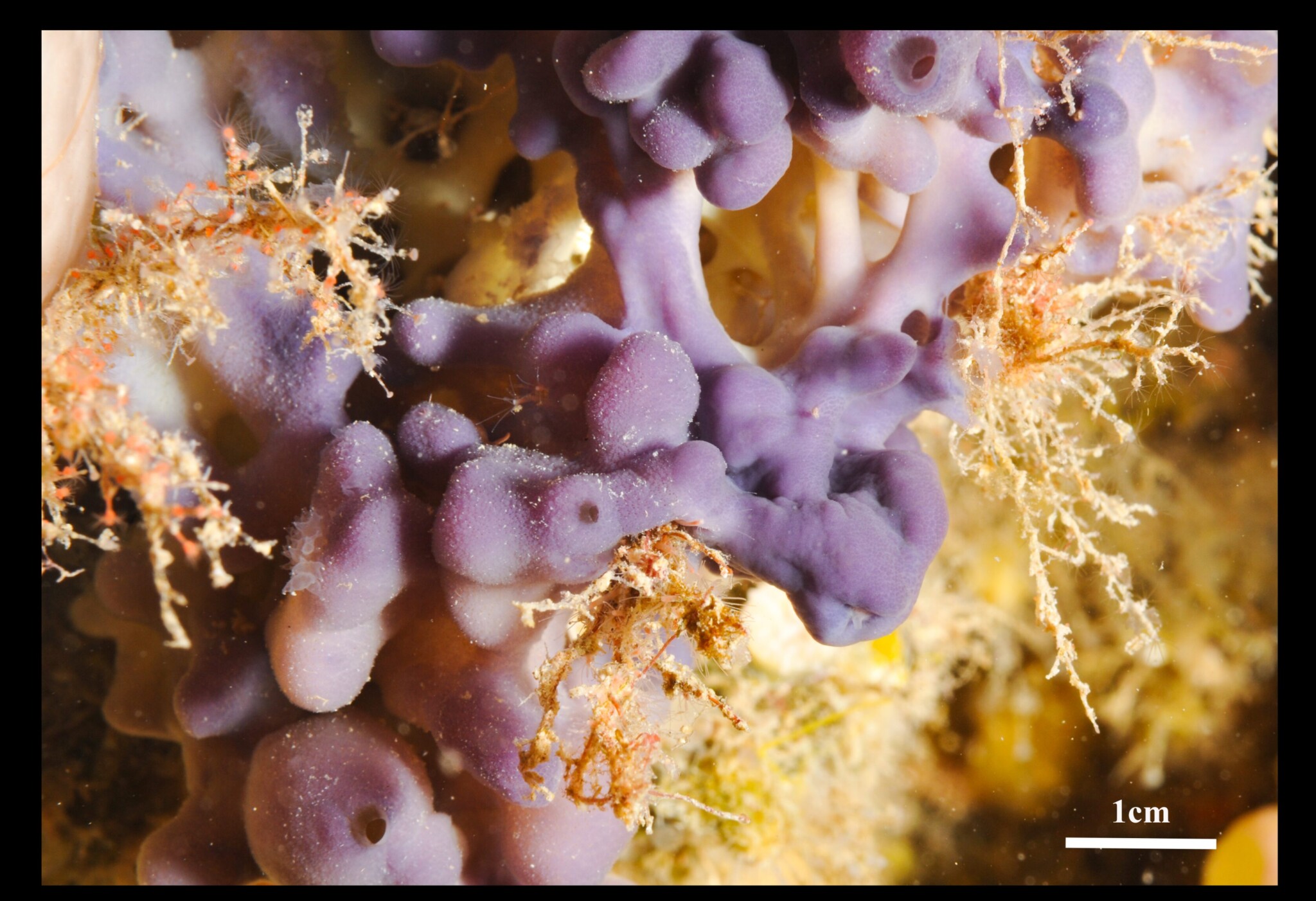 The unexpected abilities of sponges – France-BioImaging