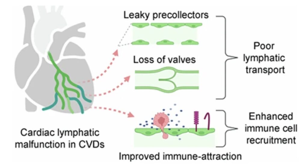 Light microscopy reveals unexpected cardiac lymphatic remodelling ...